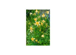 4063654286769 - Aquilegia chrysantha Yellow Queen Akelei gelb ca 9x9 cm Topf