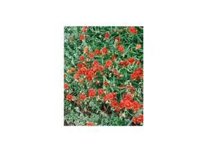 4063654297987 - Helianthemum x cult Orange Double Sonnenröschen orange ca 9x9 cm Topf