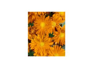 4063654291794 - Chrysanthemum x hortHavelschwan Chrysantheme weiß ca 9x9 cm Topf