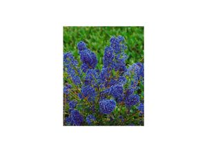 4063654341192 - Ceanothus Blue Sapphire Säckelblume blau 30–40 cm