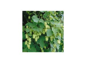 4063654008842 - Humulus lupulus Hallertauer Tradition Hopfen 40–60 cm