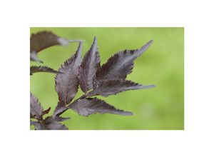 4063654226697 - Sambucus nigra Black Beauty Schwarzer Holunder dunkelviolett 60–100 cm