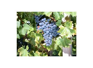 4063654283829 - Vitis vinifera Nero Weinrebe 80–100 cm dunkelblau