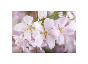 4063654023364 - Prunus kurilensis Brillant Zierkirsche rosa Blüten 60–80 cm