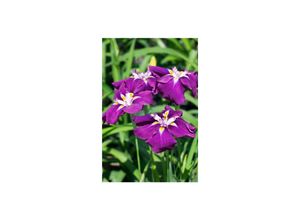 4063654300892 - Iris ensata Loyalty Japanische Schwertlilie violett ca 9x9 cm Topf