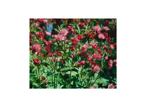 4063654289197 - Astrantia major Hadspen Blood Sterndolde dunkelrot ca 11x11 cm Topf