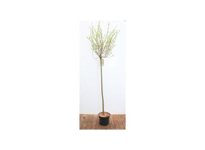4063654239062 - Salix integra Hakuro Nishiki Harlekinweide rosa-weiß 125 cm Stammhöhe