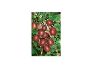 4063654820949 - Ribes uva-crispa Captivator Stachelbeere 30–40 cm