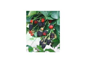 4063654821038 - Rubus fruticosus Triple Crown Brombeere dornenlos 30–40 cm