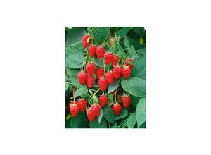 4063654821083 - Rubus idaeus Tulameen Himbeere 30–40 cm süß und aromatisch