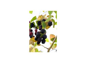 4063654820994 - Rubus fruticosus Navaho -R- Brombeere dornenlos 30–40 cm