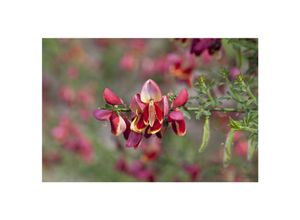 4063654850014 - Cytisus scoparius Red Wings Besenginster rot 60–80 cm