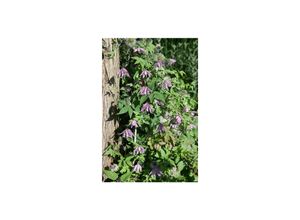 4063654848707 - Clematis Country Rose rosa Blüten 60–100 cm