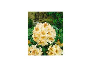 4063654099604 - Rhododendron Hybr Bernstein gelb-orange 30–40 cm