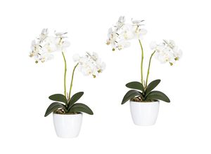 4003529708521 - Phalaenopsis im weißen Keramiktopf Höhe 500 mm VE 2 Stk Blüten weiß kaiserkraft