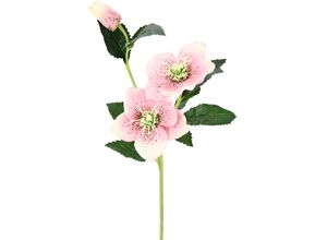 4019844791483 - Kunstblume IGEA Christrose rosa (rosa vatertag valentinstag ostern muttertag geburtstag) B12cm H57cm L5cm Obermaterial 90% Polyester 10% Kunststoff Kunstpflanzen Künstlich Seidenblumen 5er Set