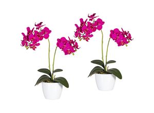 4003529895634 - Phalaenopsis im weißen Keramiktopf Höhe 500 mm VE 2 Stk Blüten orchid kaiserkraft