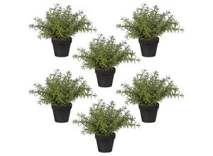4064118879879 - Rosmarin VE 6 Stk Höhe 300 mm im Kunststofftopf mit Moos kaiserkraft