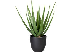 4064118075646 - kaiserkraft 656203 Aloe grün im Kunststofftopf Höhe ca