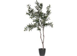 4061753296856 - Olivenbaum Behältnis-Ø 180 mm Höhe 1550 mm kaiserkraft