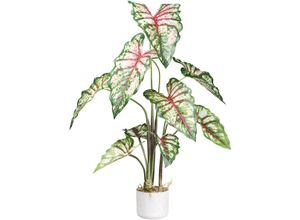 4064118182214 - Künstliche Zimmerpflanze »Syngonium« mit aussergewöhnlichem Blattwerk 4064118182214 - Künstliche Zimmerpflanze »Syngonium« mit aussergewöhnlichem Blattwerk