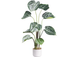 4064118182207 - Künstliche Zimmerpflanze »Anthurium Clarinervium« mit aussergewöhnlichem Blattwerk 4064118182207 - Künstliche Zimmerpflanze »Anthurium Clarinervium« mit aussergewöhnlichem Blattwerk