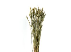 4030673502842 - Kunstpflanze Phalaris (H 60 cm)