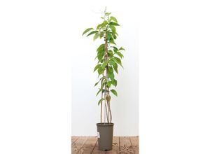 4063654238478 - Actinidia chinensis Jenny Kiwi selbstfruchtend 60–100 cm