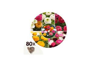6097224617699 - Plant in a Box - Ranunkeln - 80 Stk - Ranunculus - Blumenzwiebeln - Mehrfarbig