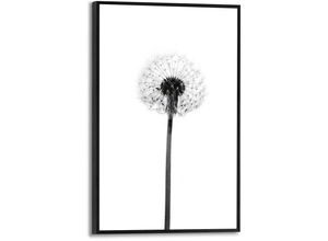 8714597576849 - Poster REINDERS Pusteblume Bilder Gr B H T 20 cm x 30 cm x 16 cm schwarz (schwarz weiß) Poster