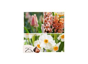 6097232395305 - Plant in a Box - Blumenzwiebeln Peach Blush - 25 Stk - Narcissus Tulipa Hyacinthus