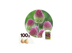 6097246739706 - Plant in a Box - Alliumzwiebeln - 100 Stk - Allium Sphaerocephalon - Blumenzwiebeln - Lila