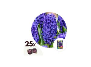 7428476450687 - Plant in a Box - Hyazinthenzwiebeln - 25 Stk - Hyacinthus Blue Trophy - Blumenzwiebeln - Blau