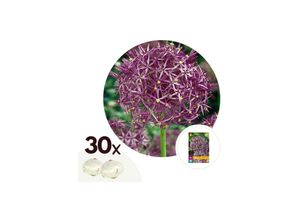 6097233655699 - Plant in a Box - Alliumzwiebeln - 30 Stk - Allium Christophii - Blumenzwiebeln - Lila