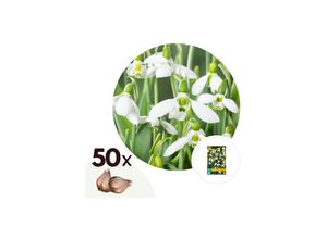 7428473403778 - Plant in a Box - Schneeglöckchen - 50 Stk - Galanthus elwesii - Blumenzwiebeln - Weiß