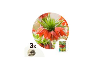 6097225985902 - Plant in a Box - Kaiserkronen - 3 Stk - Fritillaria rubra - Blumenzwiebeln - Orange