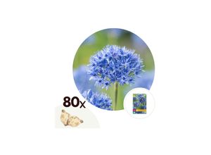 6097232985926 - Plant in a Box - Alliumzwiebeln - 80 Stk - Allium Caeruleum - Blumenzwiebeln - Blau