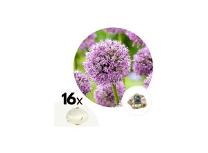 7428478648259 - Plant in a Box - Alliumzwiebeln - 16 Stk - Allium Gladiator - Blumenzwiebeln - Lila 7428478648259 - Plant in a Box - Alliumzwiebeln - 16 Stk - Allium Gladiator - Blumenzwiebeln - Lila