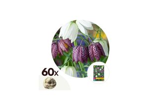6097236163177 - Plant in a Box - Kaiserkronen - 60 Stk - Fritillaria meleagris - Blumenzwiebeln - Mehrfarbig