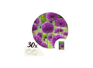 7428471725650 - Plant in a Box - Alliumzwiebeln - 30 Stk - Allium Purple Sensation - Blumenzwiebeln - Lila