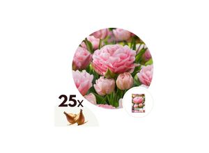 7428470244282 - Plant in a Box - Tulpenzwiebeln - 25 Stk - Tulipa Dreamer - Blumenzwiebeln - Rosa