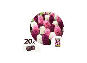 7428473821206 - Plant in a Box - Hyazinthenzwiebeln - 20 Stk - Hyacinthus - Blumenzwiebeln - Mehrfarbig