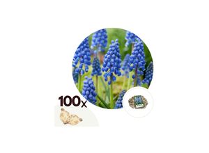 7428472066721 - Plant in a Box - Traubenhyazinthen - 100 Stk - Muscari armeniacum - Blumenzwiebeln - Blau