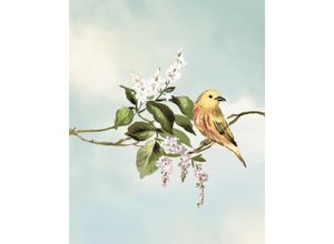 4055065178986 - Bild KOMAR Gazouillis des Oiseaux bunt (farbe bild(er) bunt) B40cm H50cm Papier Holz Bilder Wandbild zur Dekoration - ohne Rahmen