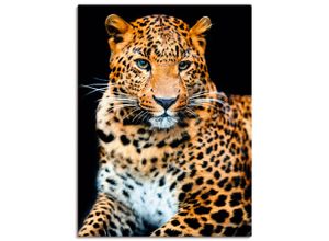 4059745926911 - Wandbild ARTLAND Wütender wilder Leopard Bilder Gr B H 60 cm x 80 cm Leinwandbild Wildtiere Hochformat 1 St schwarz Bild Poster Bilder als Alubild Leinwandbild Wandaufkleber oder in versch Größen