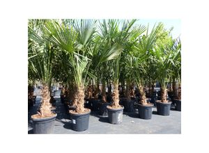 4251740109492 - XXL Palme winterhart 180 - 190 cm Trachycarpus fortunei Hanfpalme Top-Qualität
