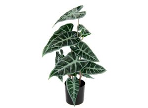 4019844794309 - Kunstpflanze IGEA Calathea Kunstpflanzen Gr B H L 24 cm x 45 cm x 20 cm 1 St grün Künstliche Zimmerpflanzen Kunst-Pflanze Seidenblumen ZimmerpflanzeZebrina Alocasia Sanderiana