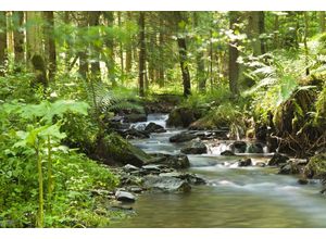 4050743091823 - Leinwandbild FLUßLAUF IM WALD