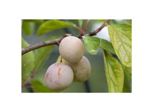 4063654248583 - Prunus domestica Mirabelle von Nancy gelb 40 cm Stammhöhe