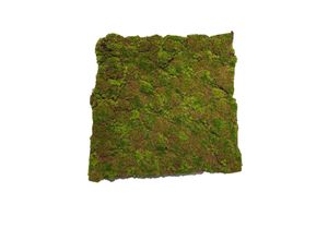 4251312969493 - Moosmatte Braun-Grün 50 x 50 cm Kunstpflanze Flora